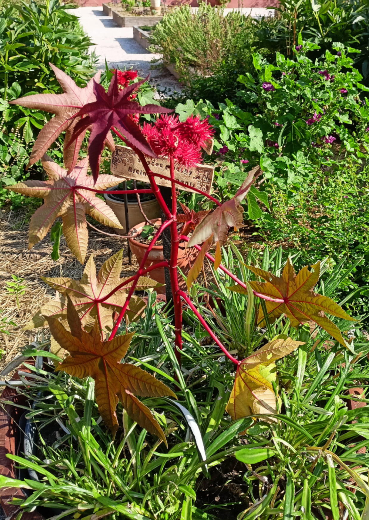 SKOČEC OBECNÝ (Ricinus communis) - Areál Žireč