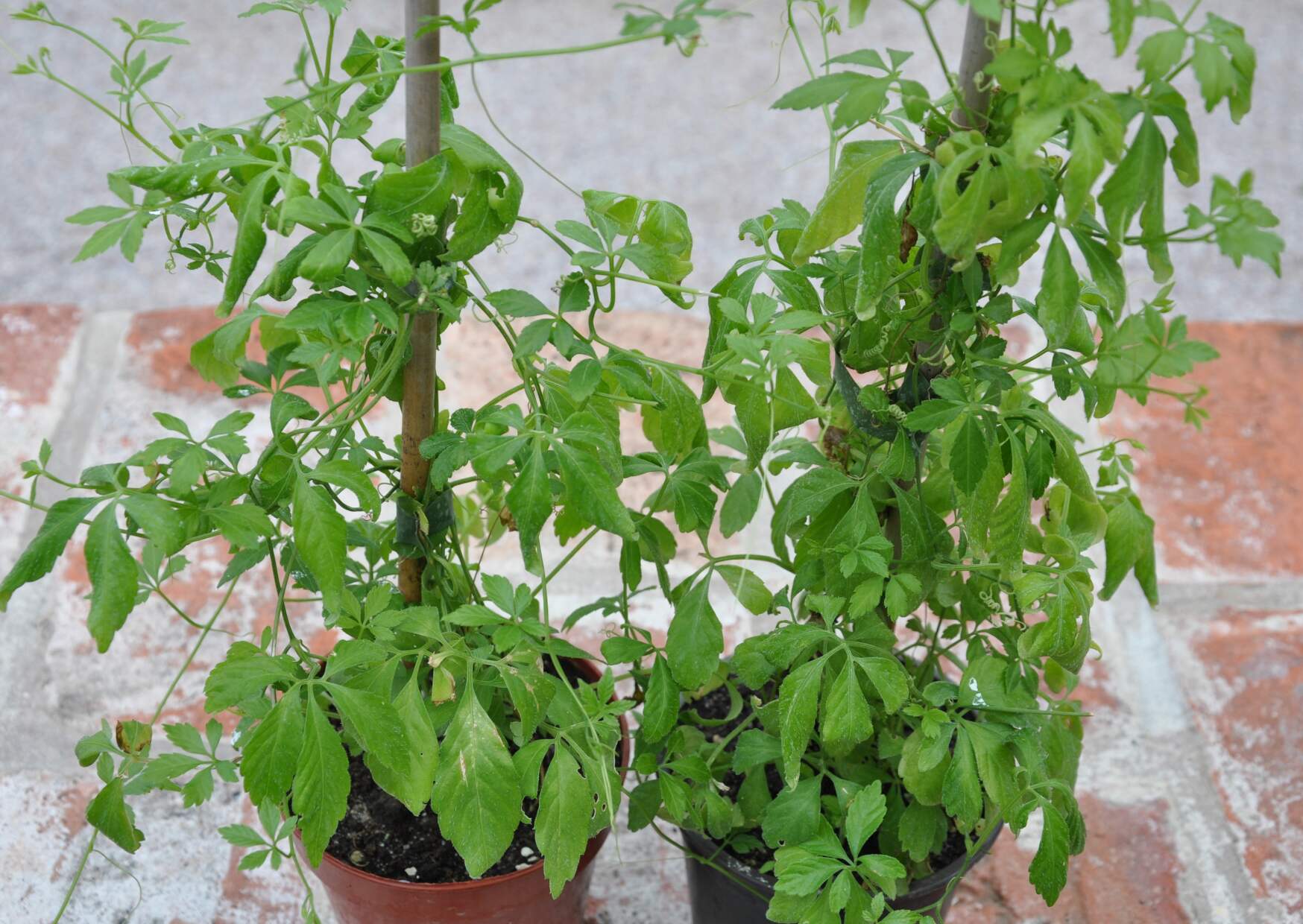 ŽENŠEN PĚTILISTÝ / GYNOSTEMA (Gynostemma pentaphyllum / Jiaogulan ...