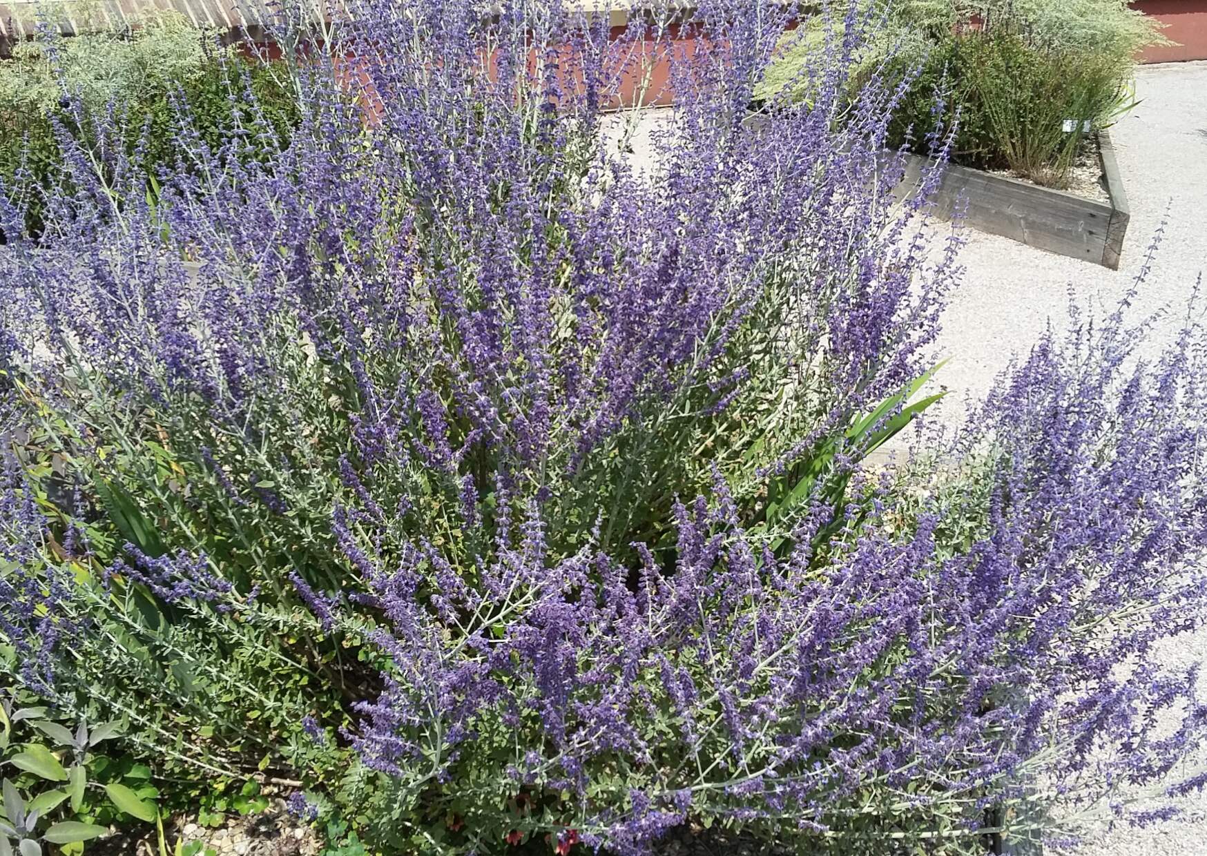 PEROVSKIE LEBEDOLISTÁ (Perovskia atriplicifolia) - Areál Žireč